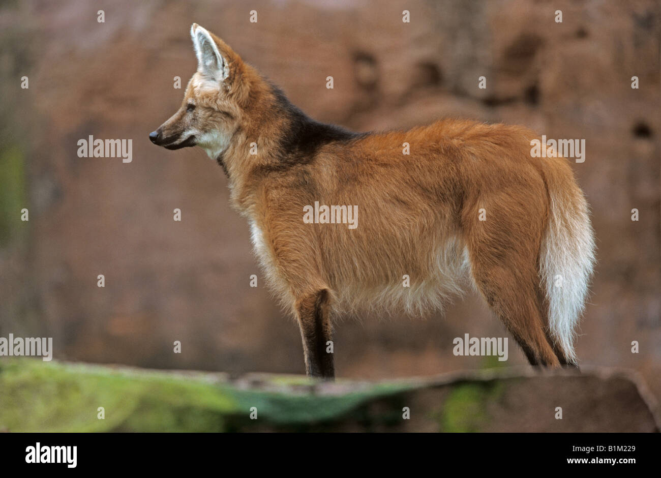 Maned wolves hi-res stock photography and images - Alamy