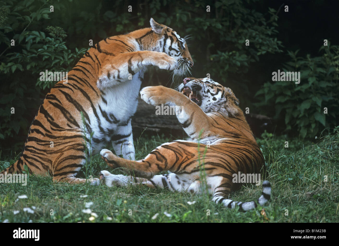 Tigers fighting hi-res stock photography and images - Alamy