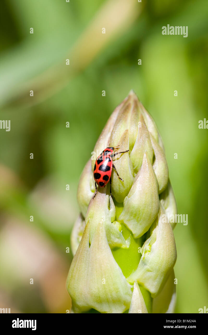 Asparagus beetle hi-res stock photography and images - Alamy