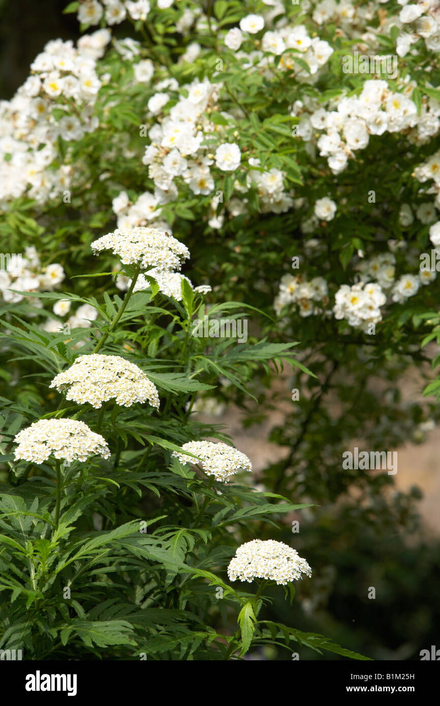 Achillea grandifolia with rose Rambling Rector Stock Photo - Alamy
