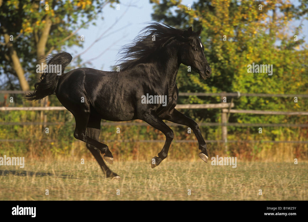 arabian horse - galloping on meadow Stock Photo - Alamy