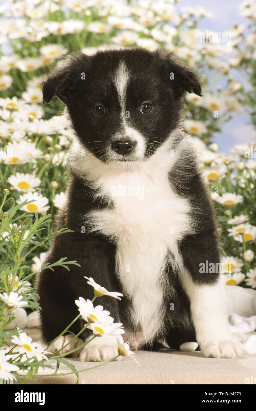 Australian Sheperd puppy - sitting in front of flowers Stock Photo - Alamy