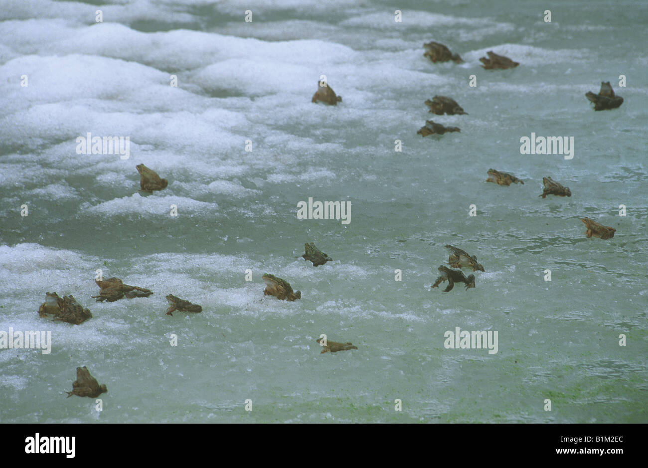 common frogs on ice / Rana temporaria Stock Photo - Alamy