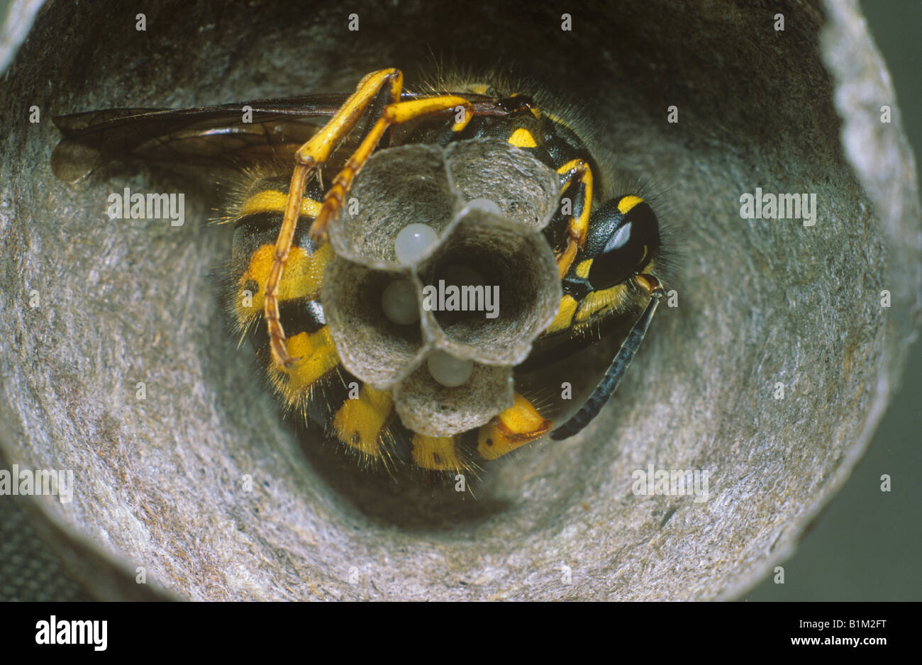 wasp - building nest Stock Photo - Alamy