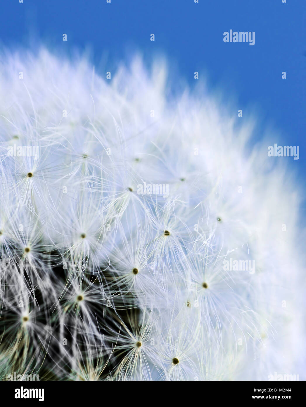 Macro of dandelion seeds on blue sky background Stock Photo - Alamy