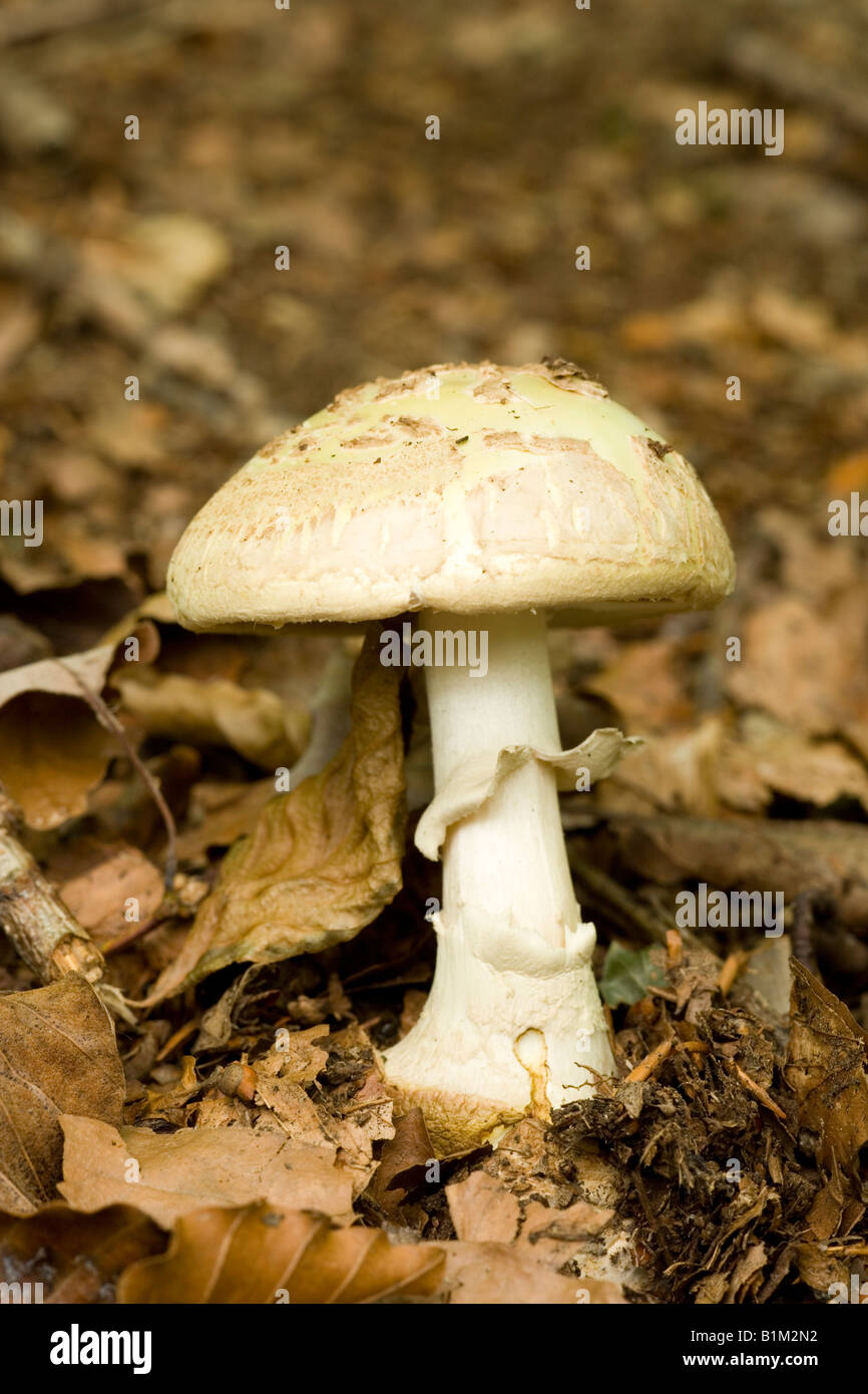 large toadstool growing in a beechwood Stock Photo - Alamy