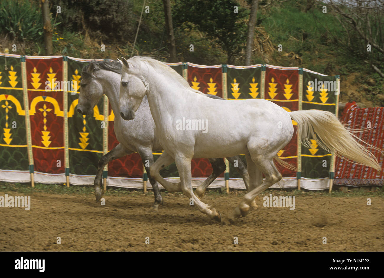 Arab barb horse galloping hi-res stock photography and images - Alamy