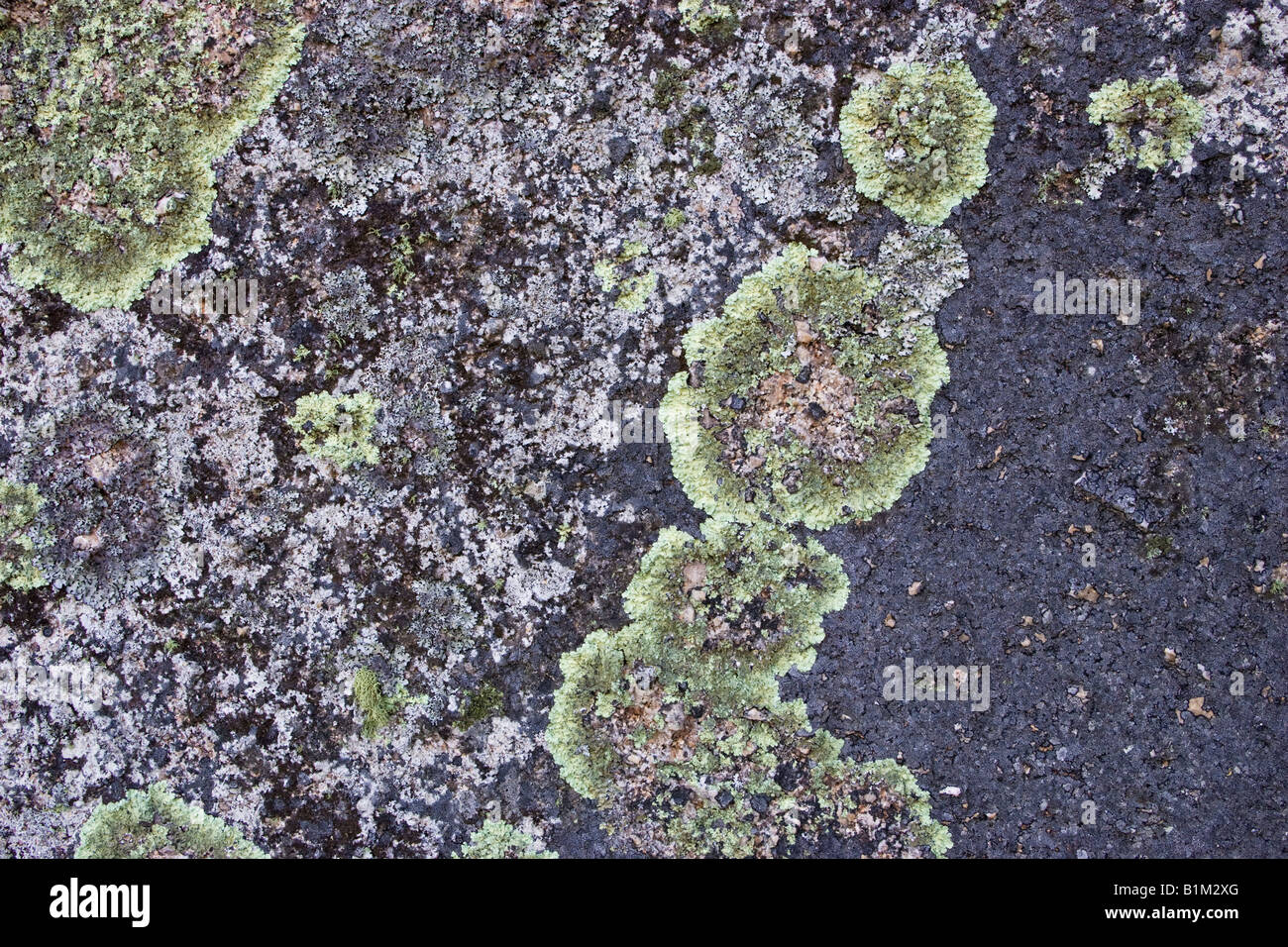 Lichen growing on a granite rock Stock Photo - Alamy