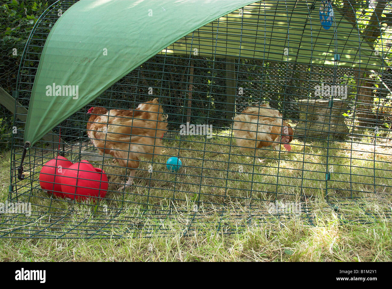 Rescued Battery Hens Stock Photo - Alamy