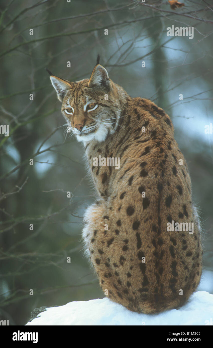lynx - sitting in snow / Lynx lynx Stock Photo - Alamy