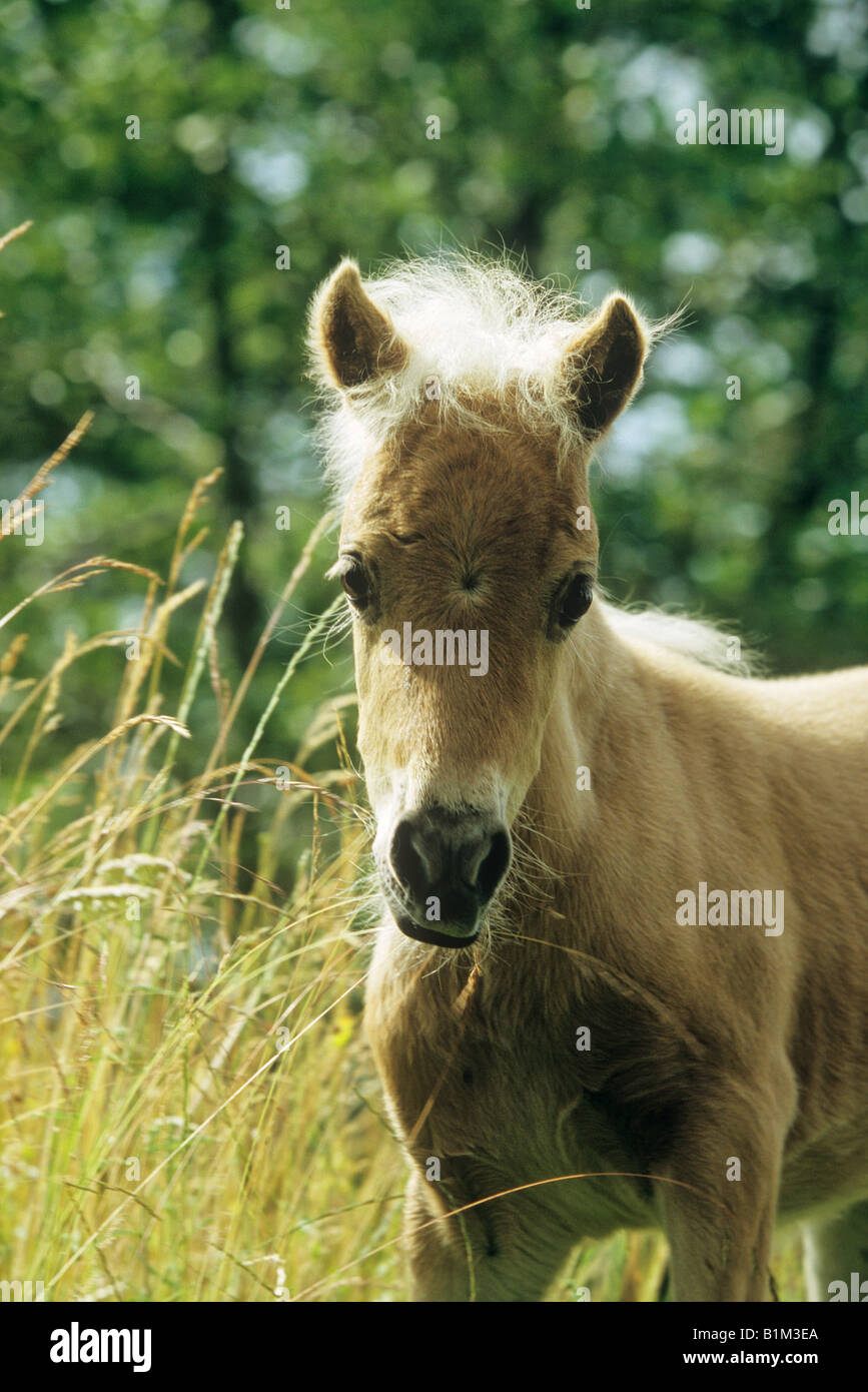 german classic pony foal - portrait Stock Photo - Alamy