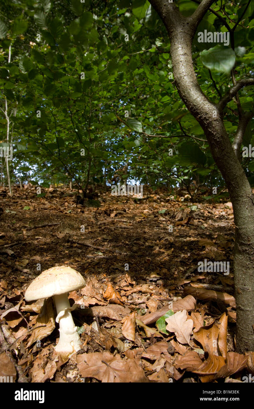 Toadstool under beech trees Stock Photo - Alamy