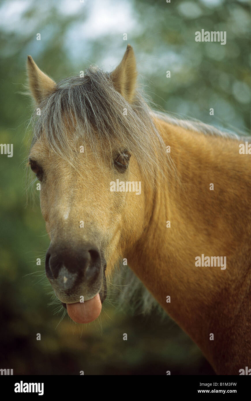 welsh pony - portrait Stock Photo - Alamy