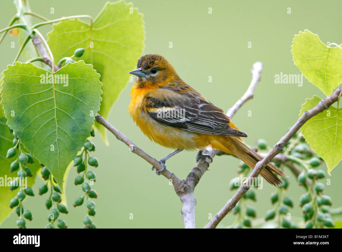 Female baltimore oriole bird hi-res stock photography and images - Alamy