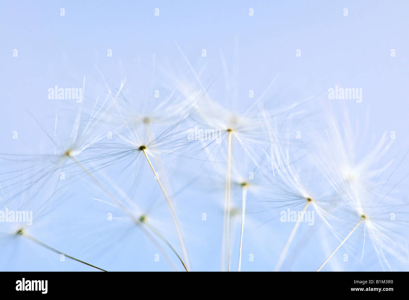 Macro of dandelion seeds on blue sky background Stock Photo - Alamy