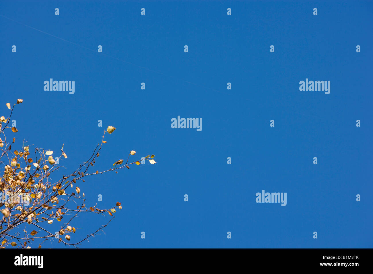 blue sky with autumn foliage Stock Photo - Alamy
