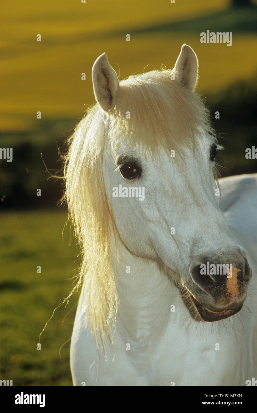 welsh pony - portrait Stock Photo - Alamy