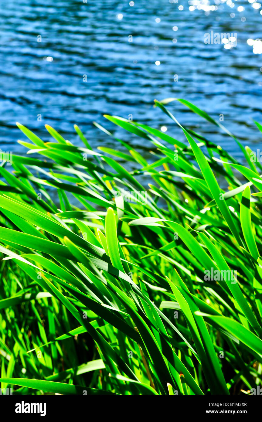 Natural background of green reeds at water edge Stock Photo - Alamy