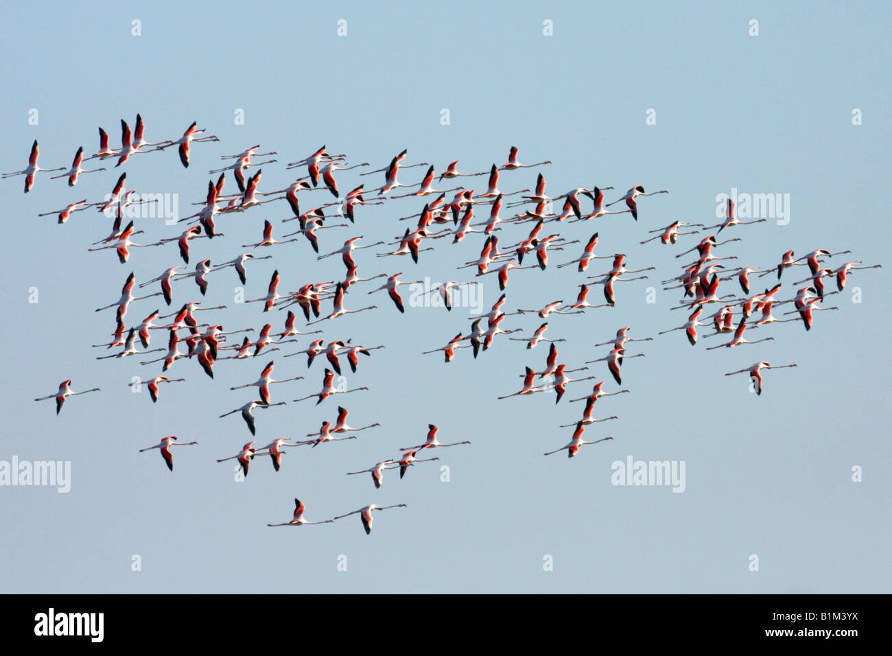 Bird v formation flamingo hi-res stock photography and images - Alamy