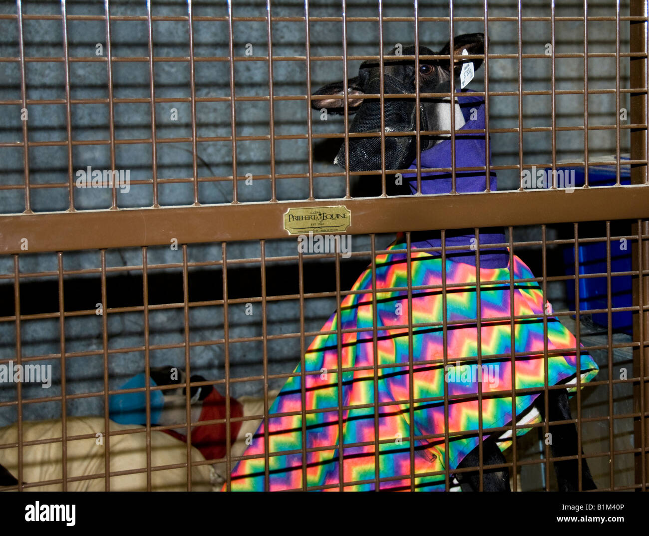 Sheep enclosure hi-res stock photography and images - Alamy