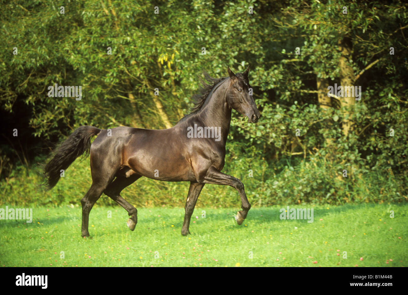 American Saddlebred Horse - trotting on meadow Stock Photo - Alamy