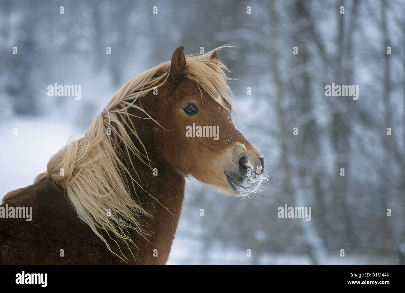 german riding pony - portrait Stock Photo - Alamy