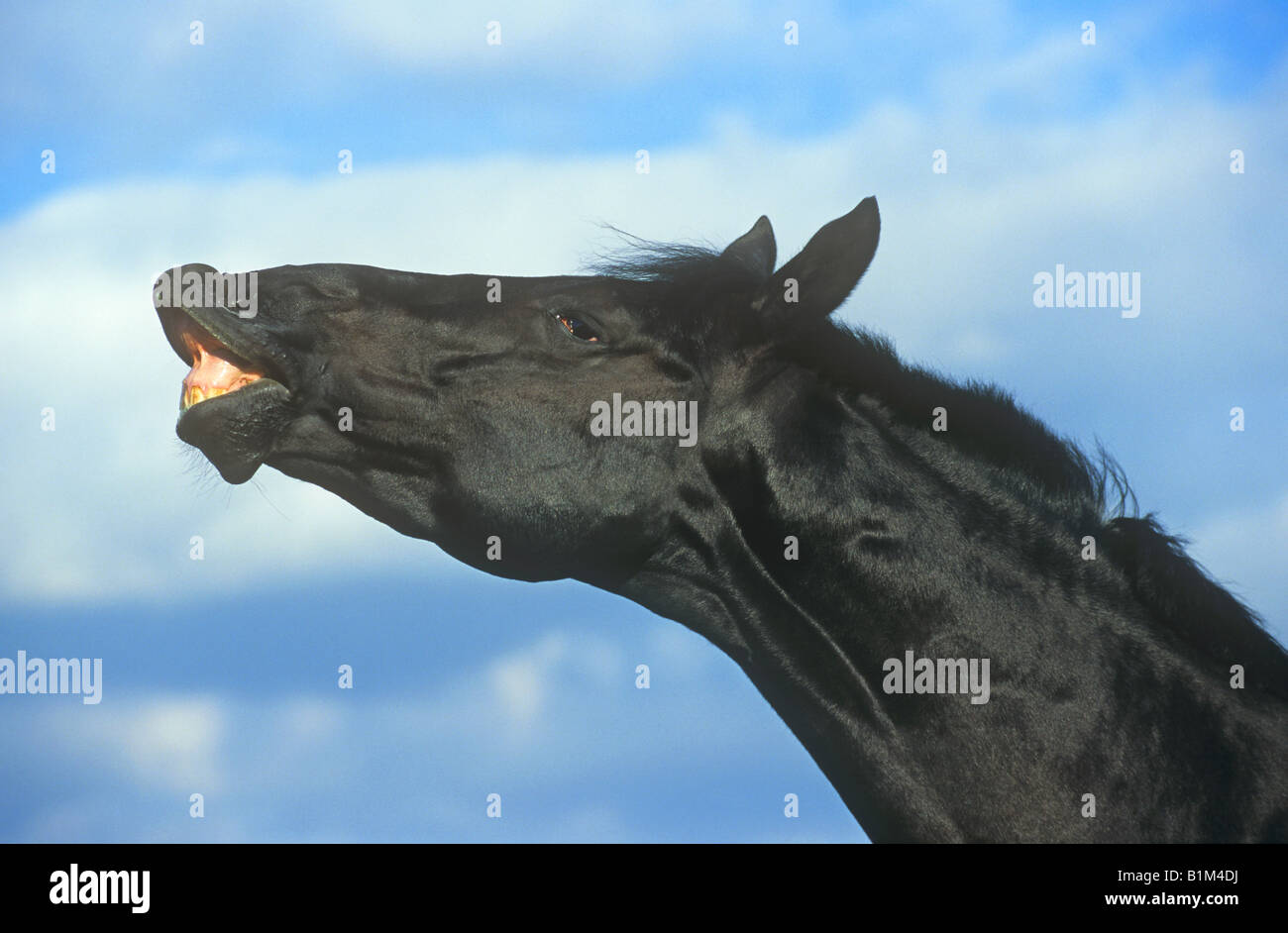 Bavarian warmblood stallion - flehmening Stock Photo - Alamy