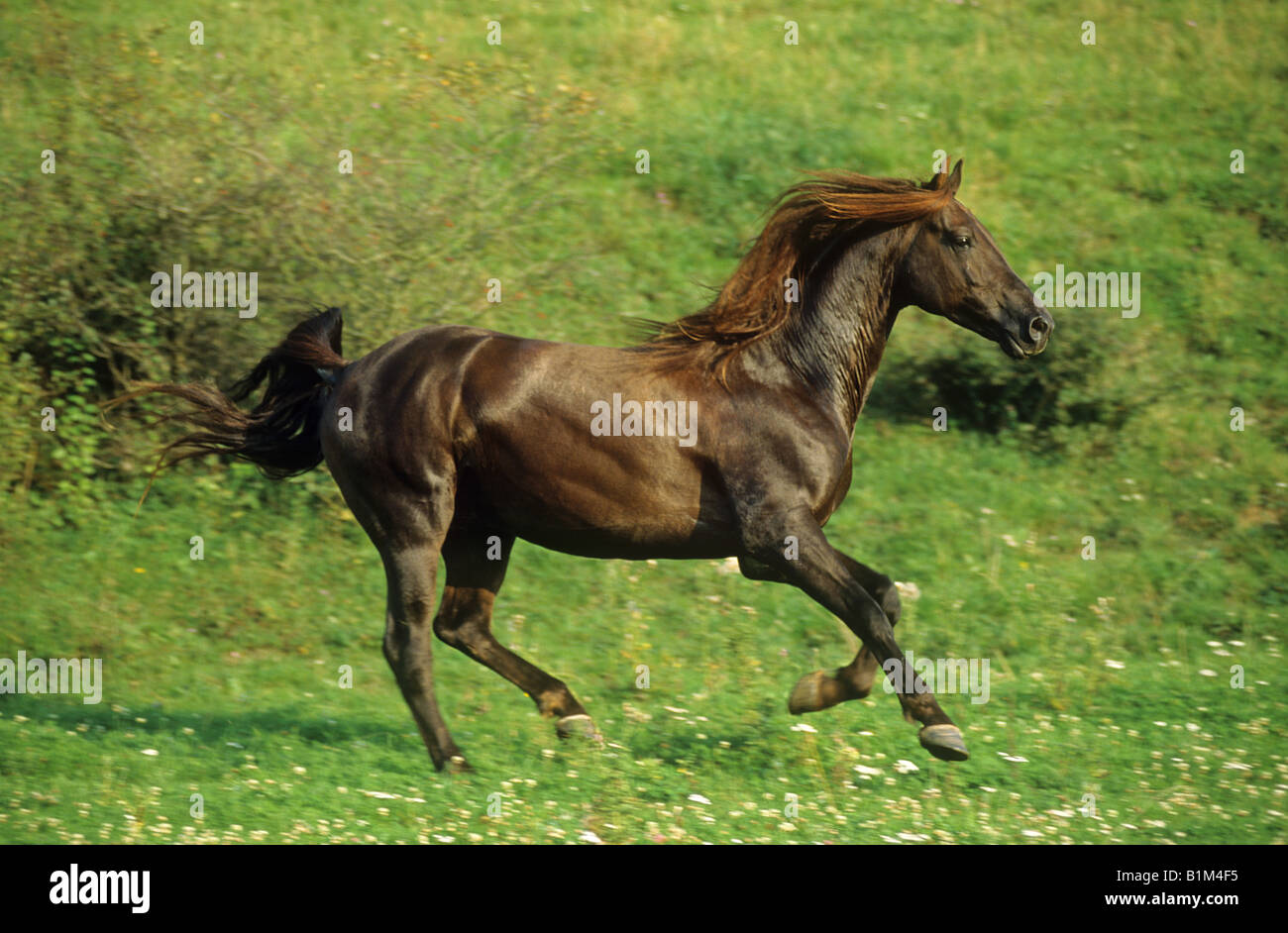 Morgan horse galloping hi-res stock photography and images - Alamy
