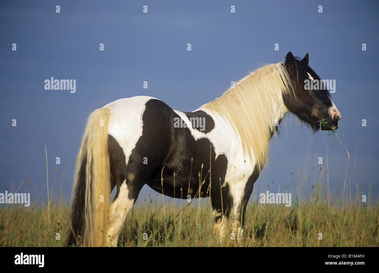 tinker pony - standing on meadow Stock Photo - Alamy