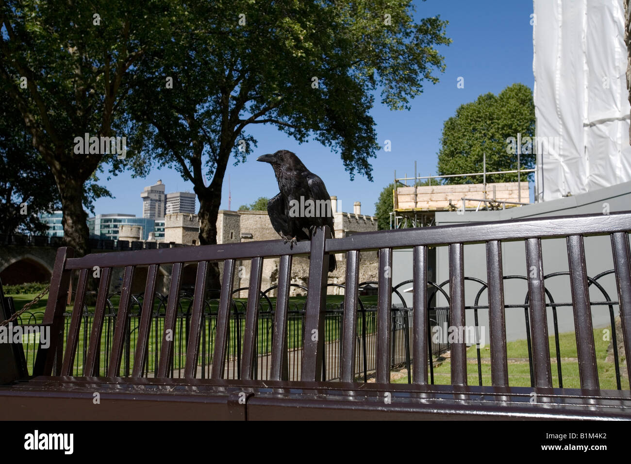 Raven on a bench at Tower of London England Britain UK Stock Photo - Alamy