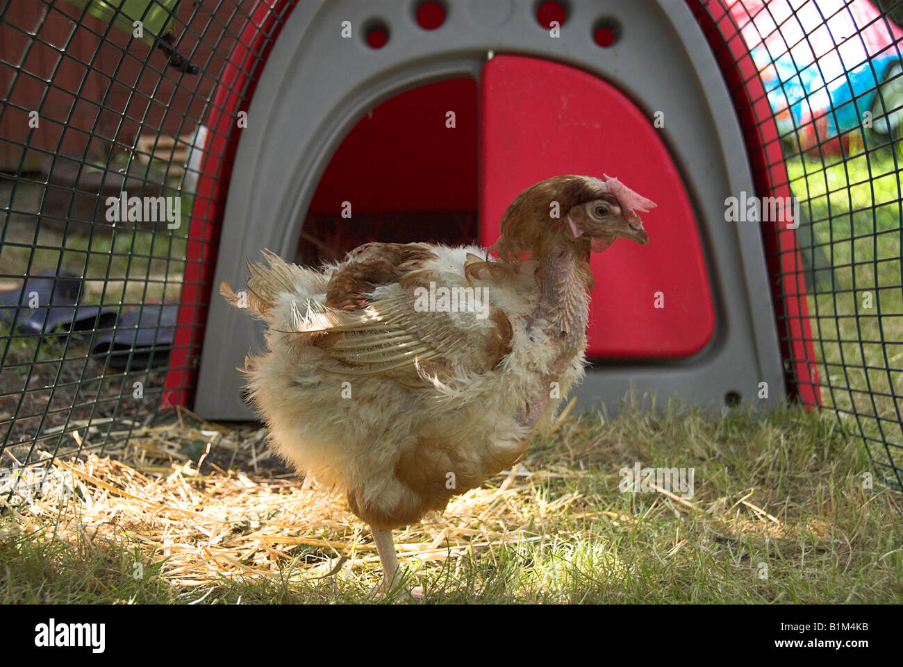 Rescued Battery Hens Stock Photo - Alamy