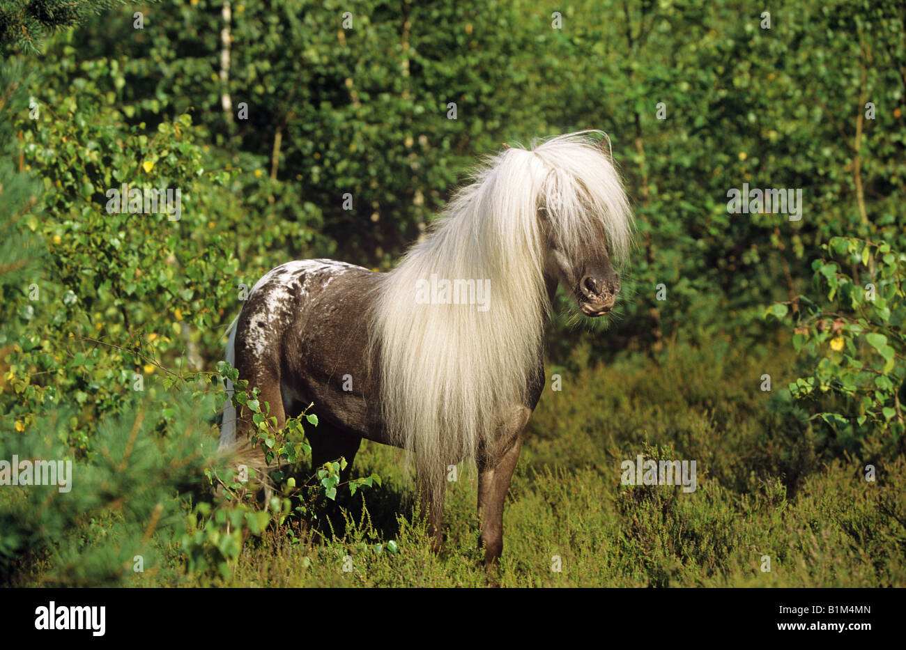 classic pony - standing on meadow Stock Photo - Alamy