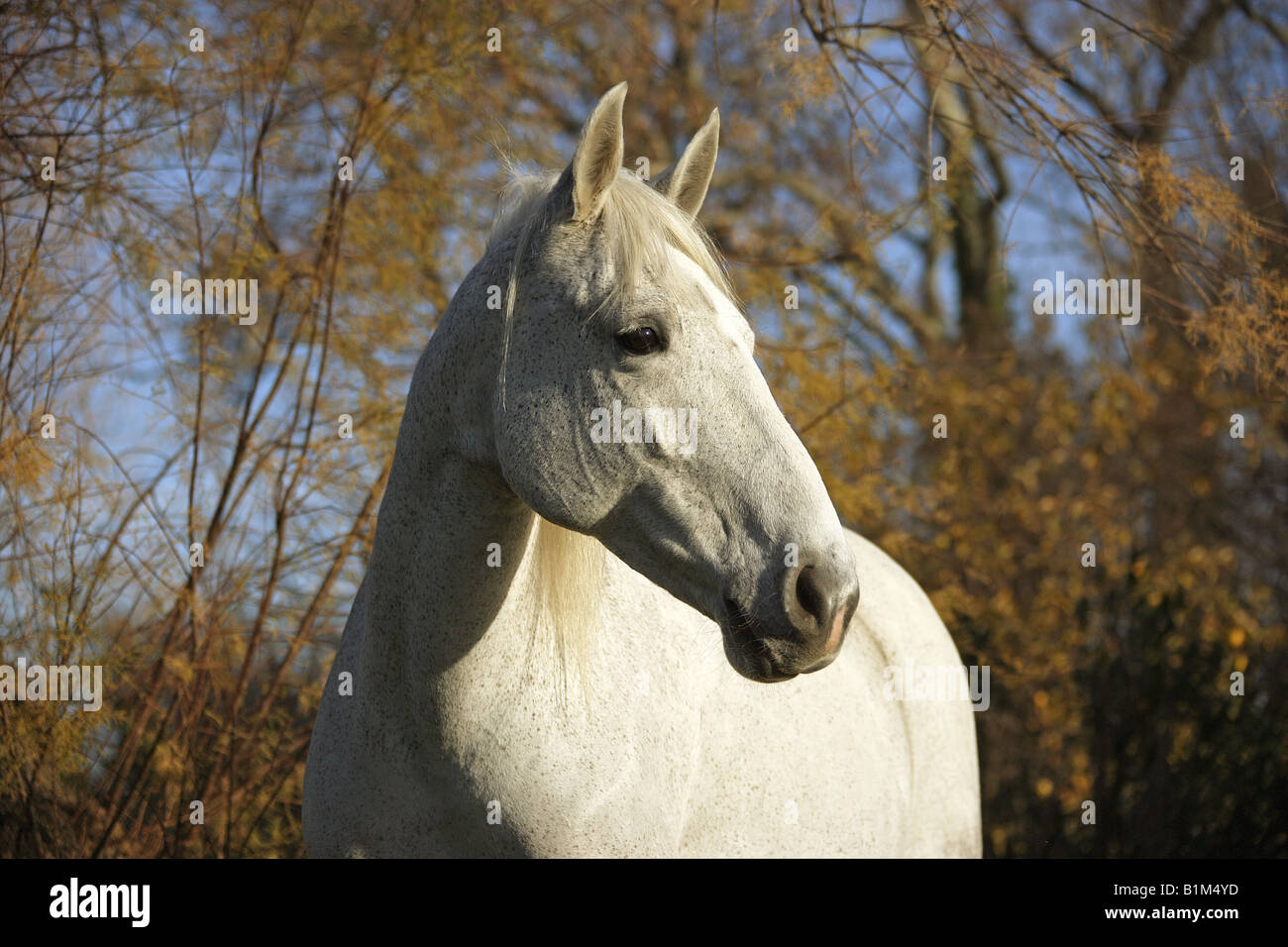 horse (Lipizzan mix) - portrait Stock Photo - Alamy