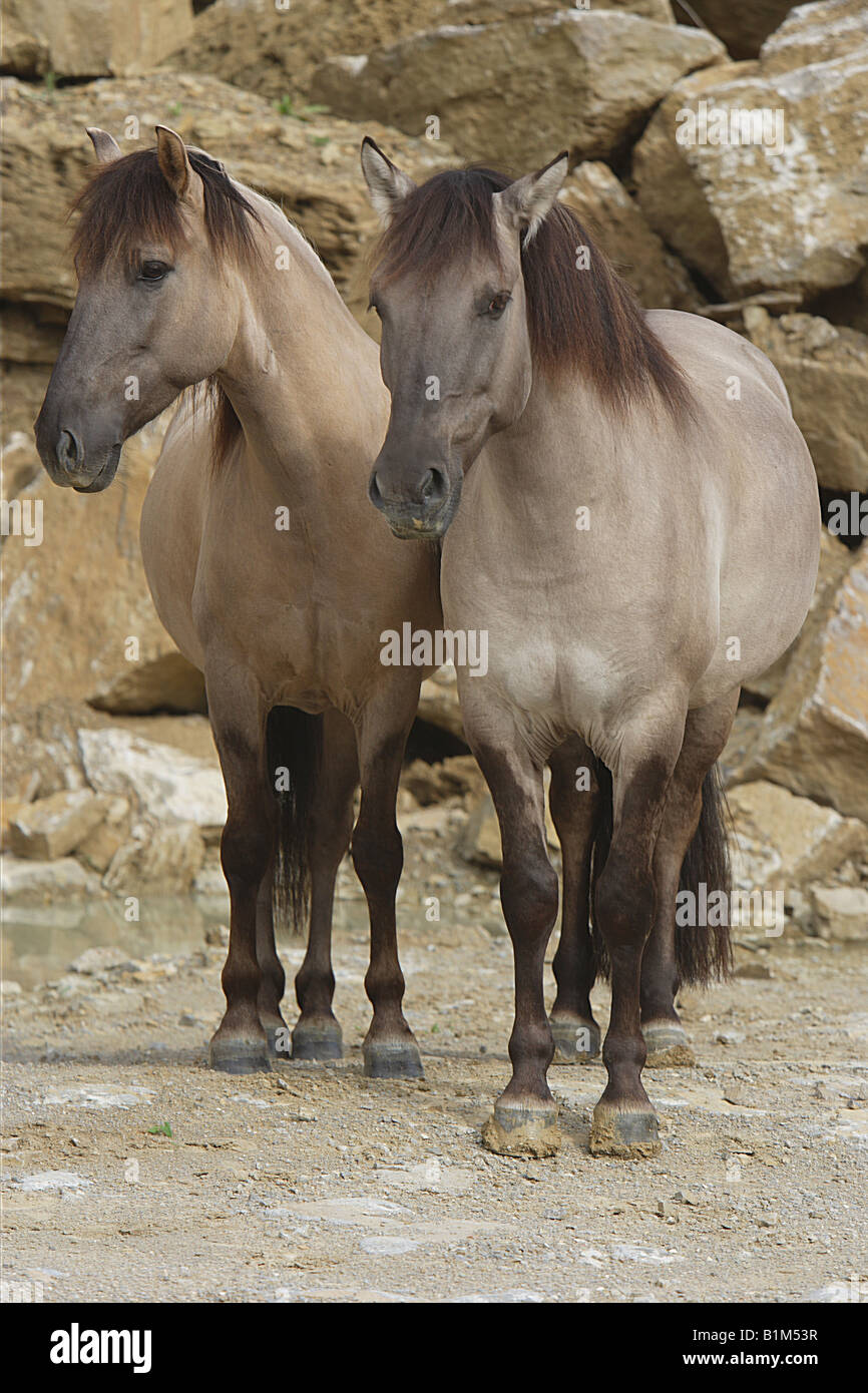 two koniks - standing Stock Photo - Alamy