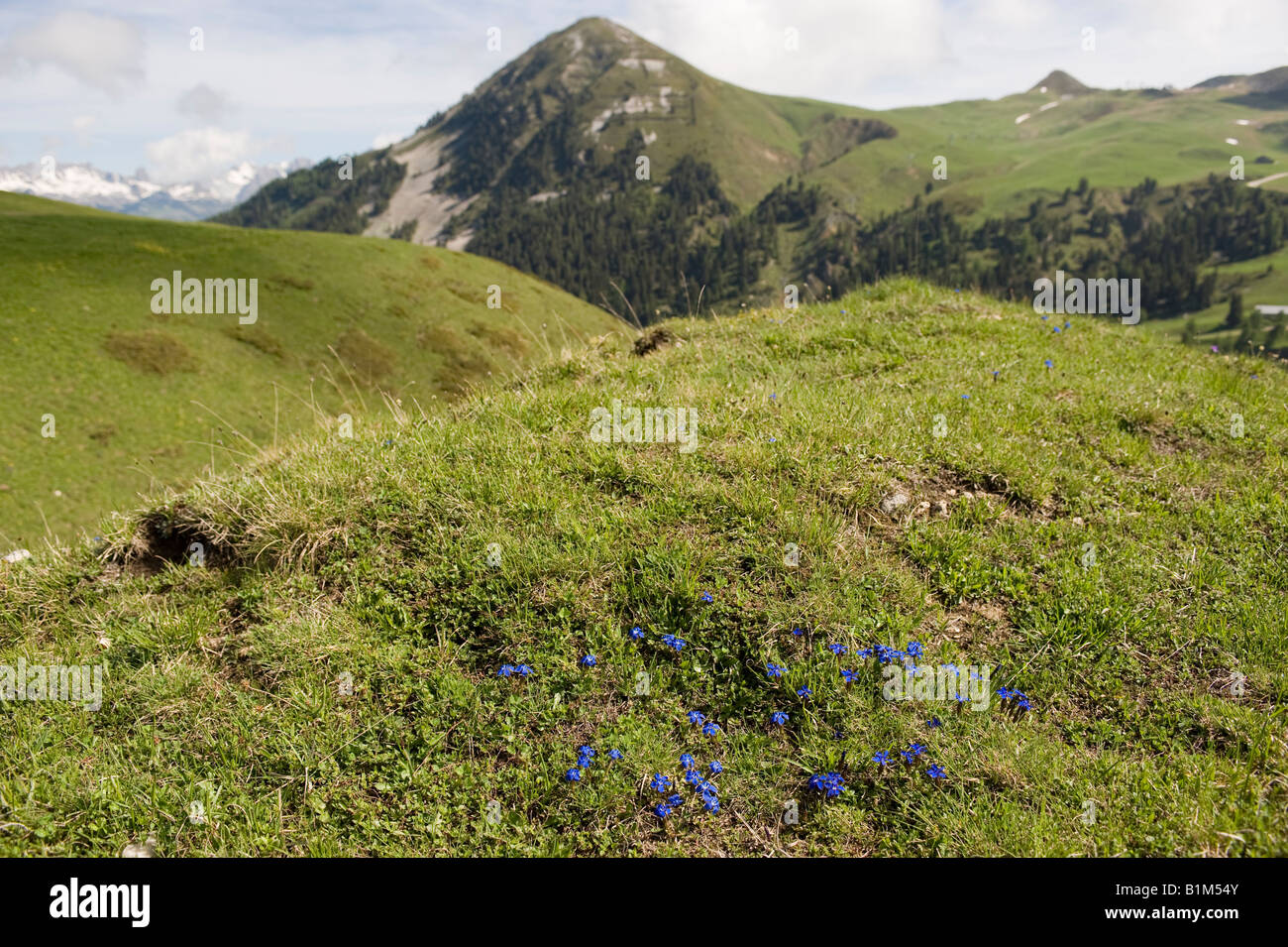 gentians french alps Stock Photo - Alamy