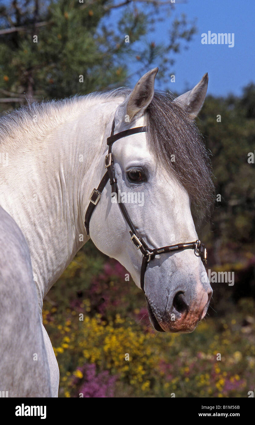 lusitano horse - portrait Stock Photo - Alamy