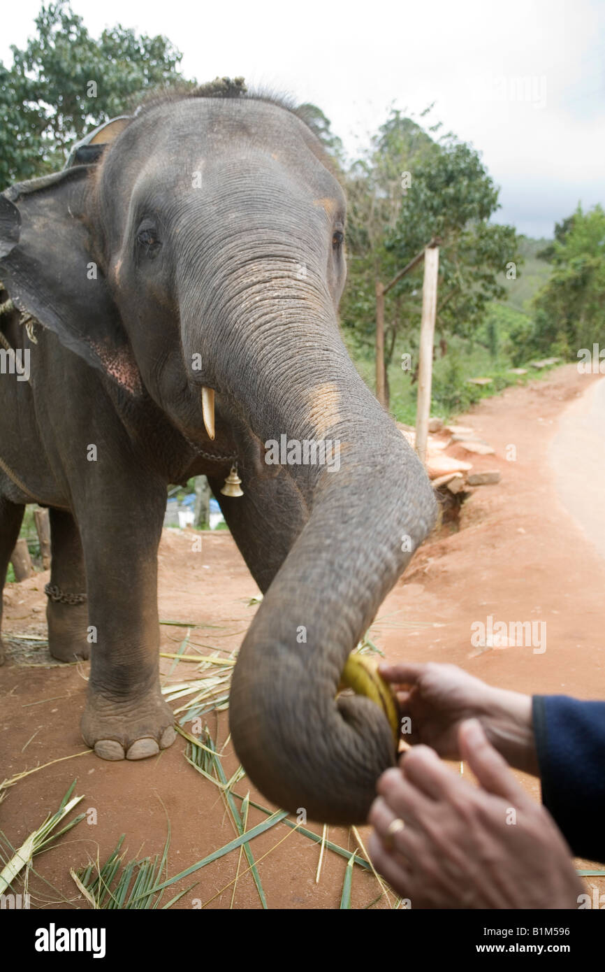 Tame young Indian elephant in natural surroundings stretches its trunk ...