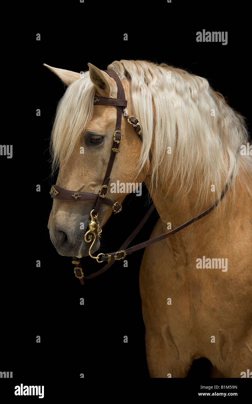 lusitano horse - portrait Stock Photo - Alamy