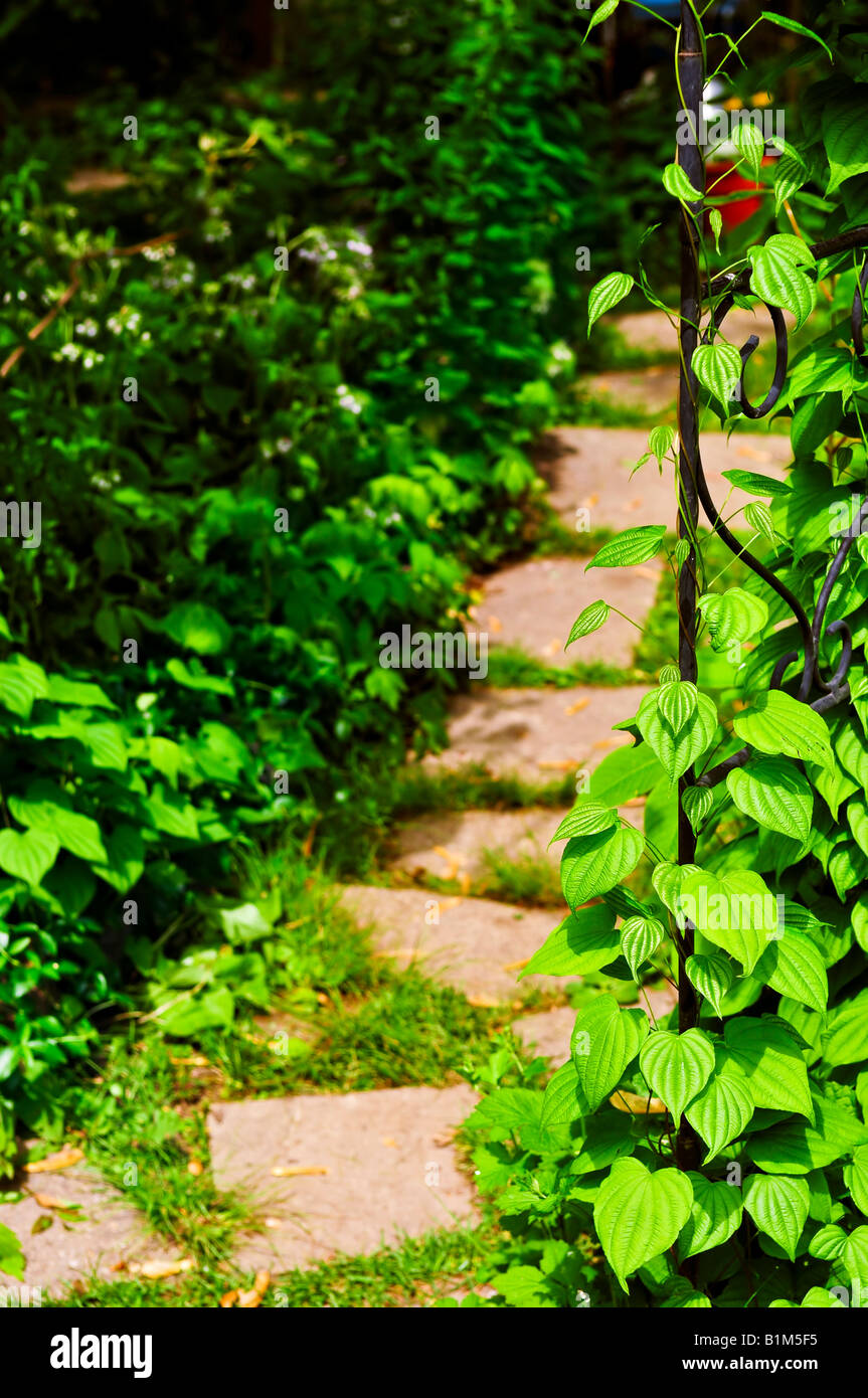 Closeup on green yam vine climbing on wrought iron arbor Stock Photo ...