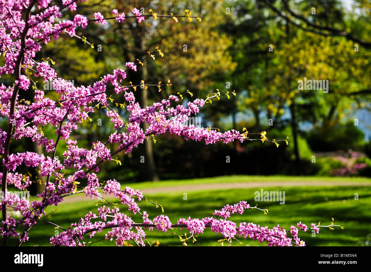 Blooming cherry tree in a spring park Stock Photo - Alamy