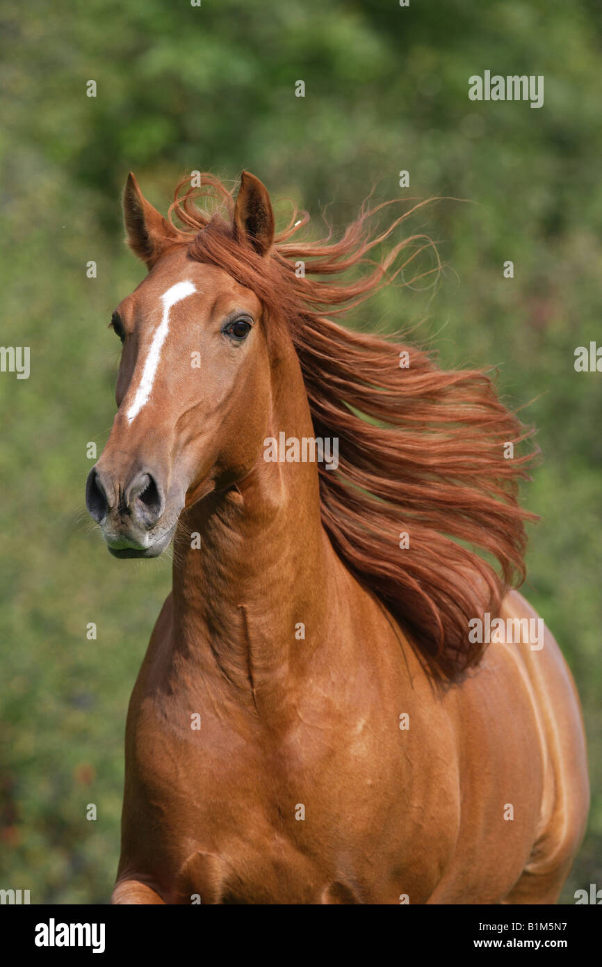 lusitano horse - portrait Stock Photo - Alamy