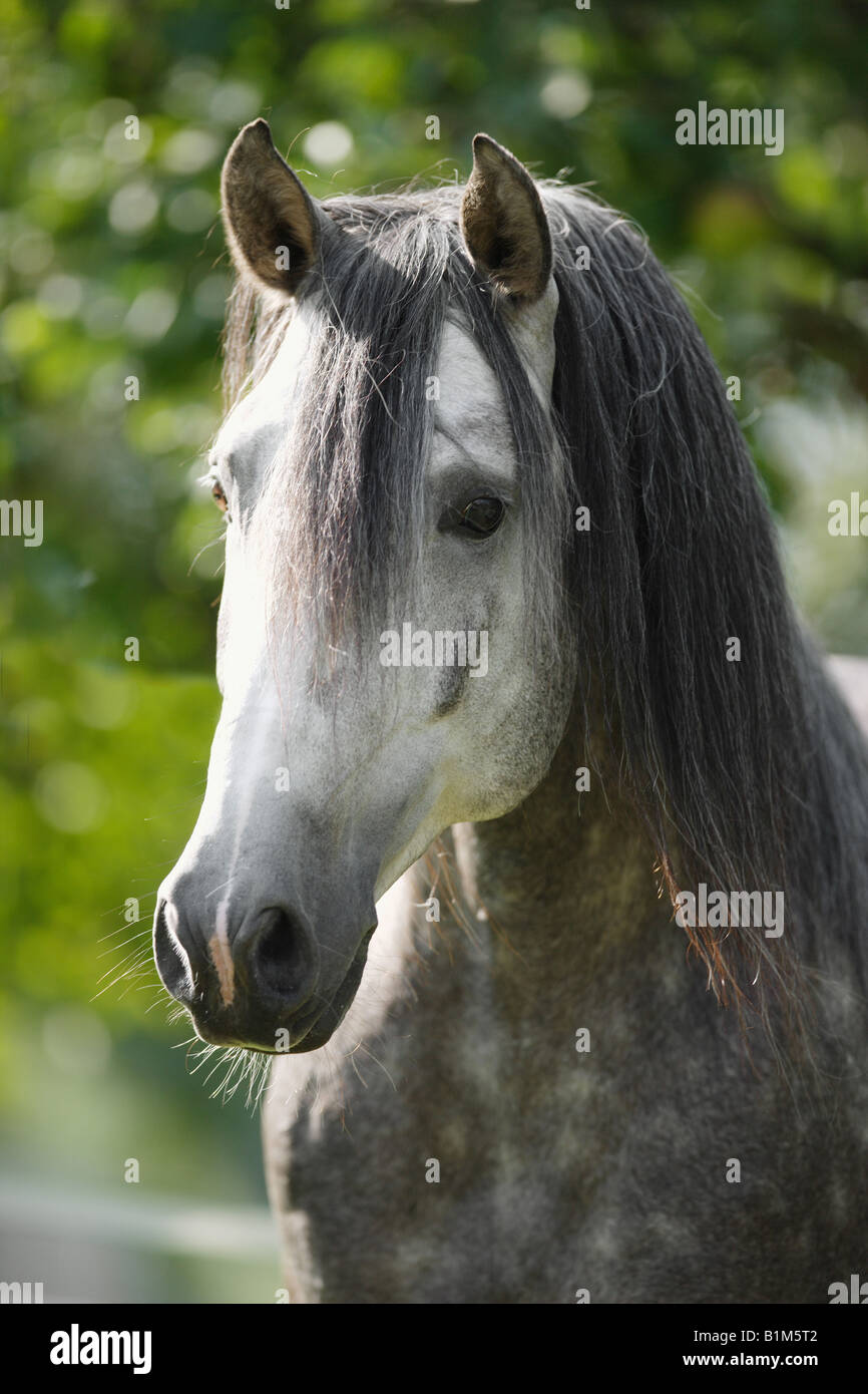 lusitano horse - portrait Stock Photo - Alamy