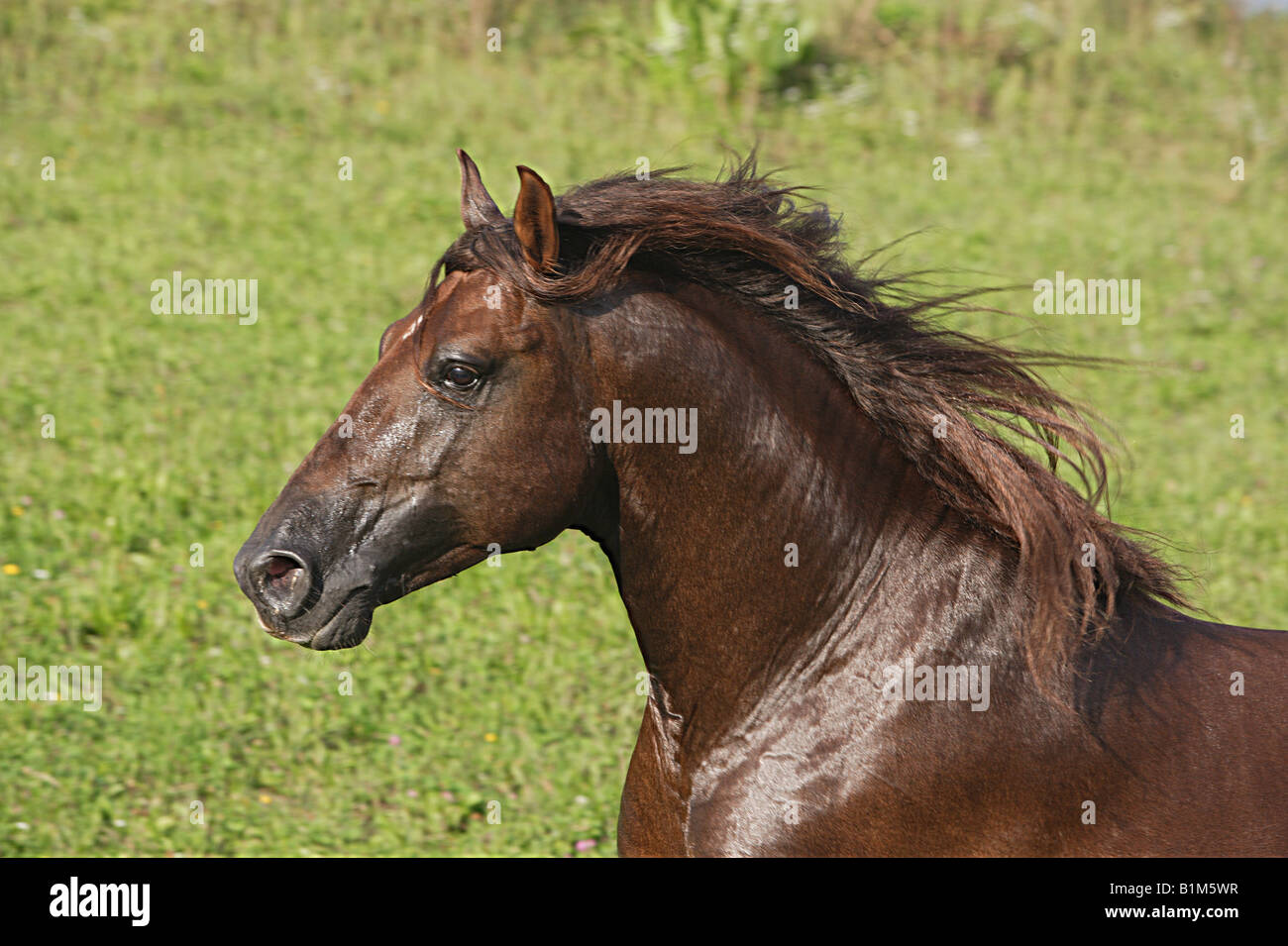 lusitano horse - portrait Stock Photo - Alamy
