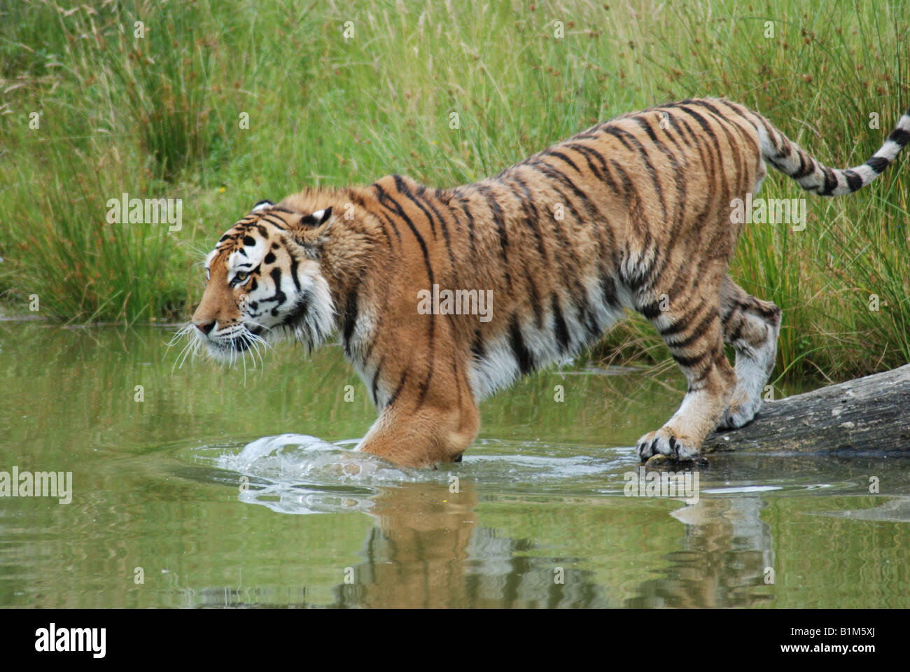Bengal tiger on log entering water Stock Photo - Alamy