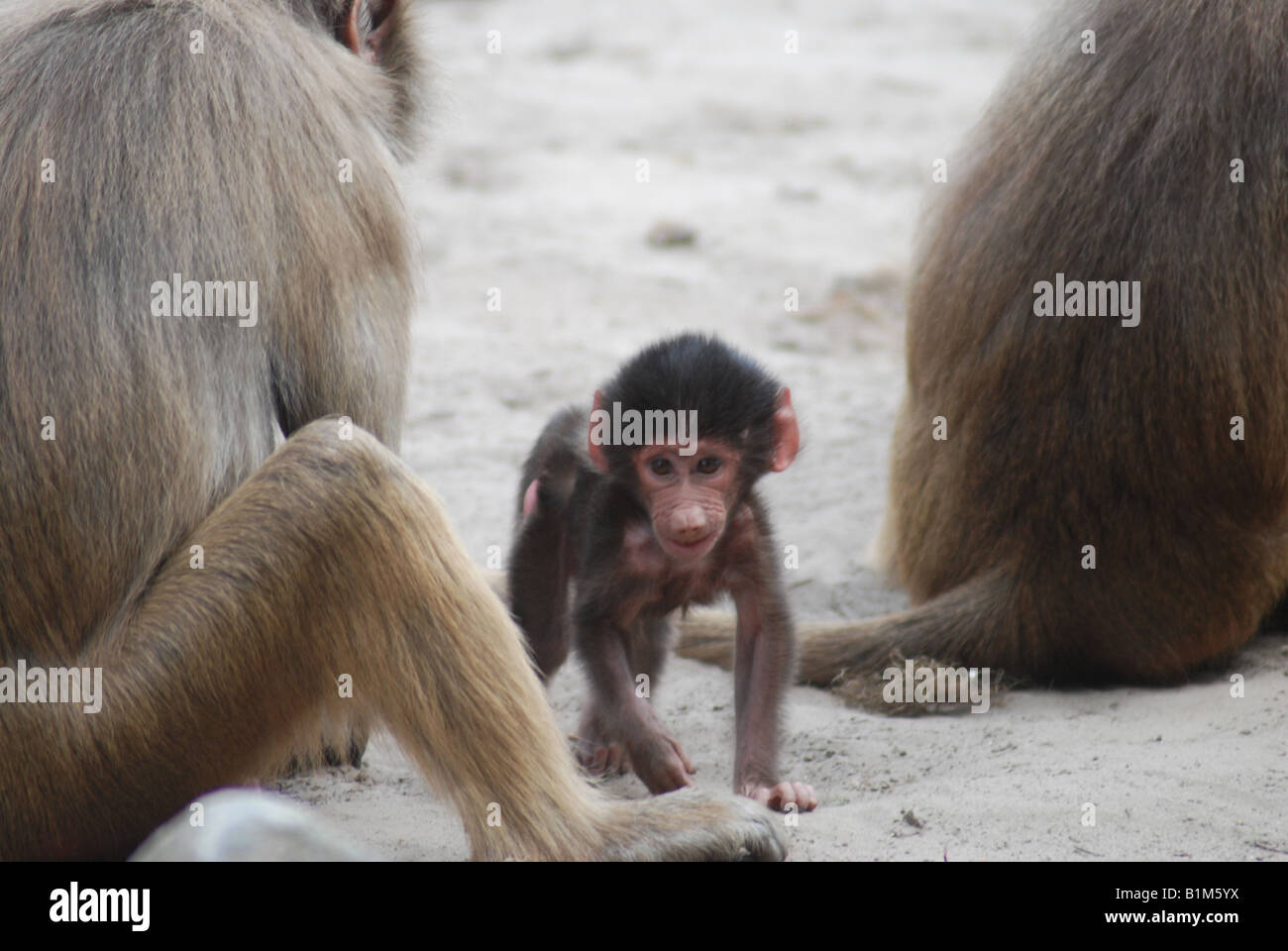 baby brown chimpanzee family group Stock Photo - Alamy