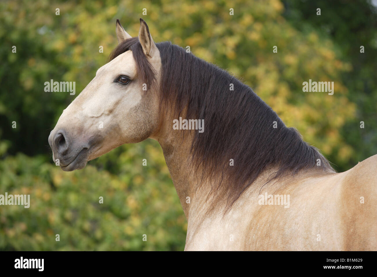 lusitano horse - portrait Stock Photo - Alamy