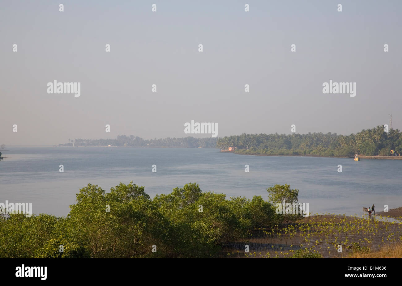 India Goa mangroves at river mouth 2008 Stock Photo - Alamy