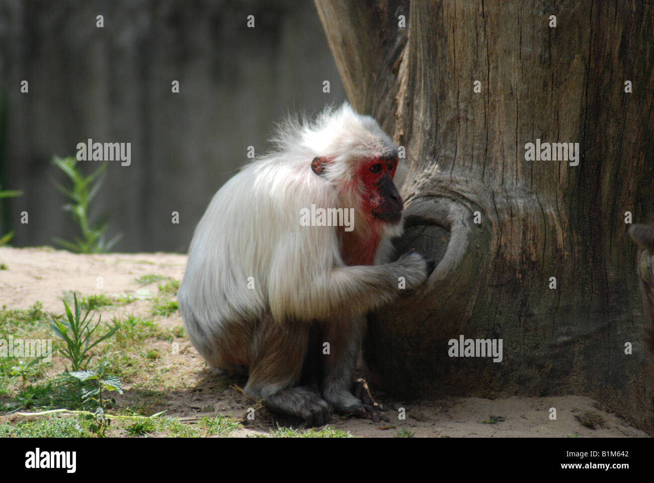 Timidly hi-res stock photography and images - Alamy
