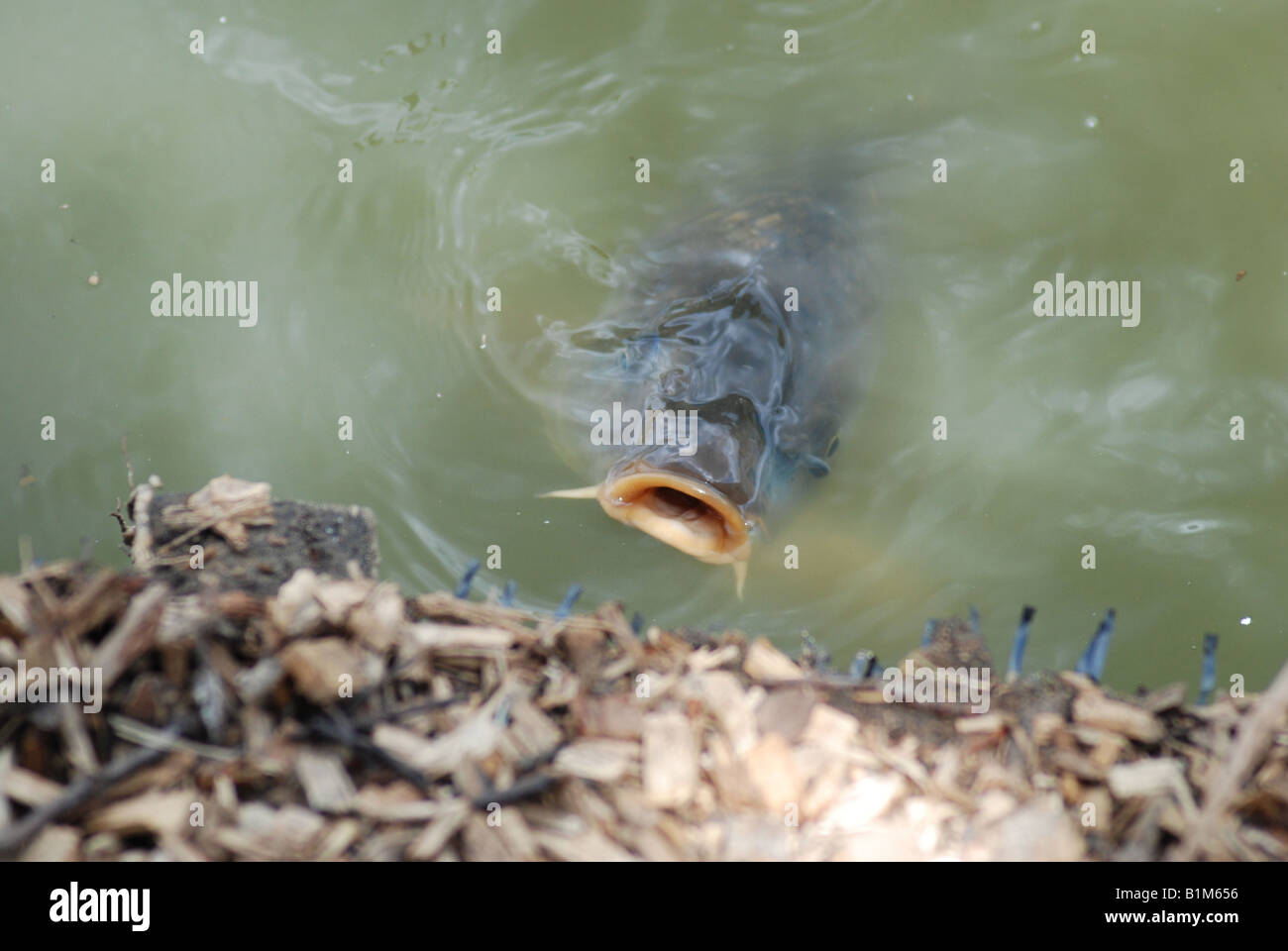 Gulping hi-res stock photography and images - Alamy