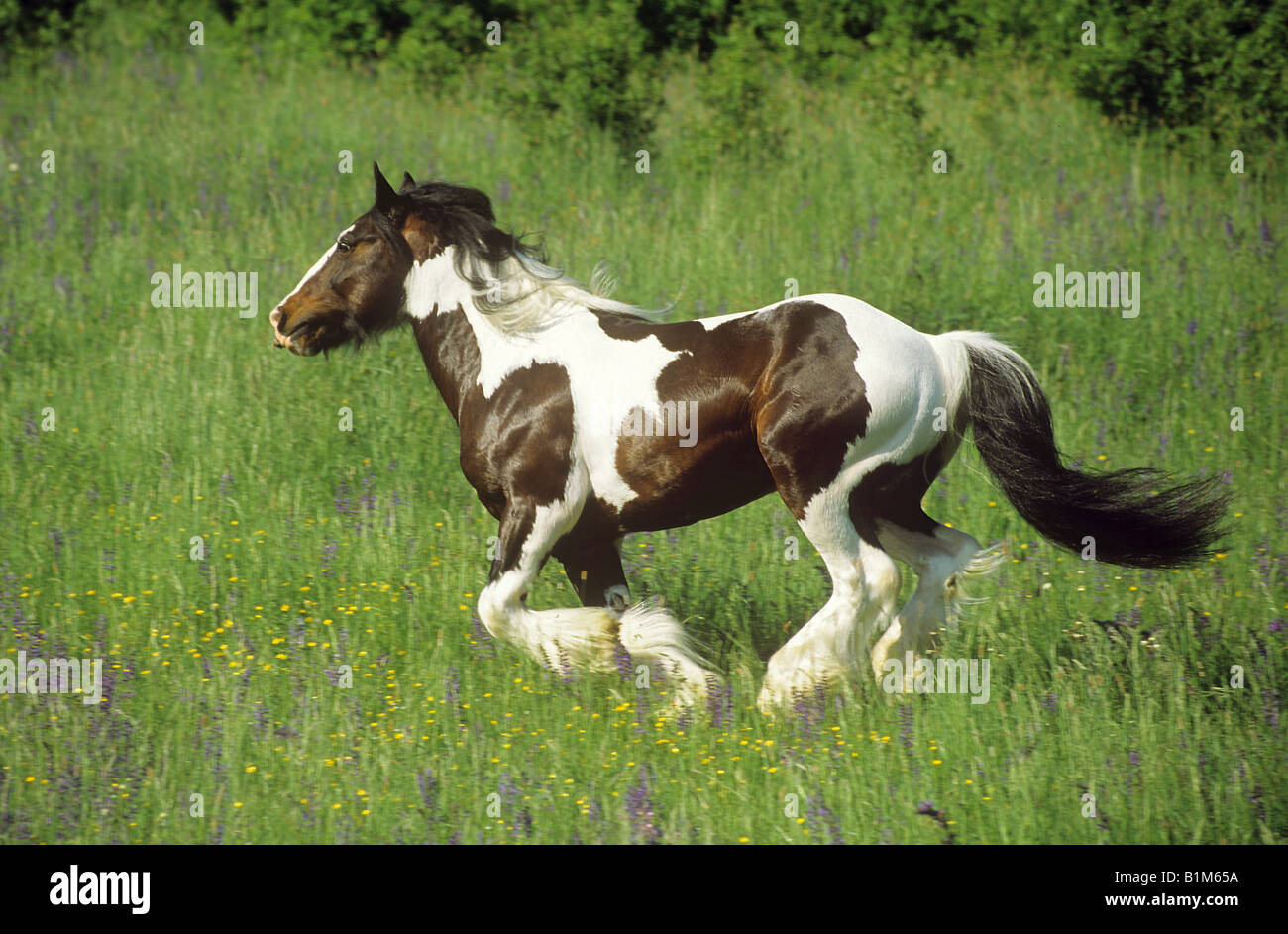 tinker pony - galloping on meadow Stock Photo - Alamy